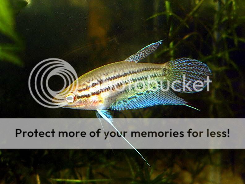 Gouramie Members Inventory. | Page 2 | Fish Forum