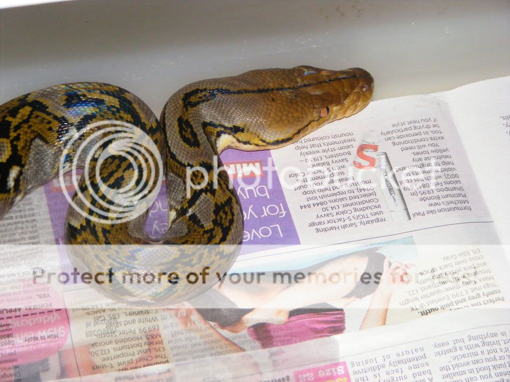 bali retic | Reptile Forums