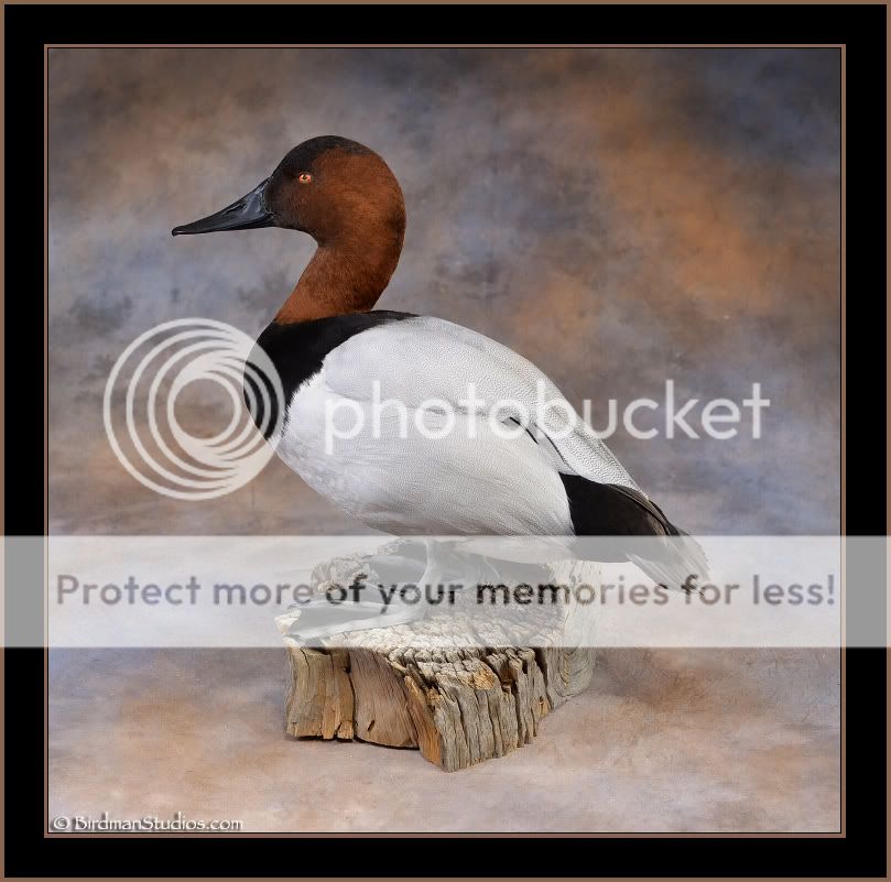 Canvasback Duck Mounts