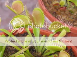 Big Teeth Red Giant - FlyTrapCare Forums
